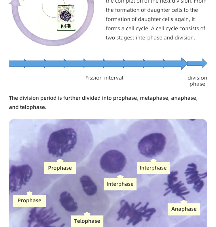 Onion Root Tip Mitosis Microscope Slide: Plant Cell Division Specimen ...