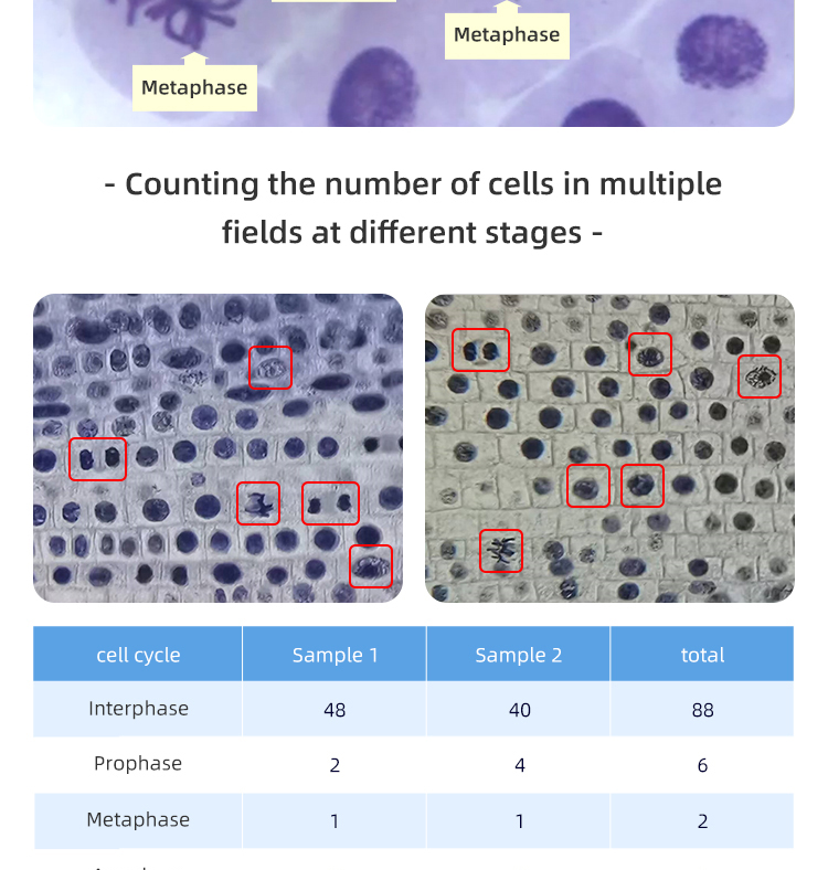 Onion Root Tip Mitosis Microscope Slide: Plant Cell Division Specimen ...