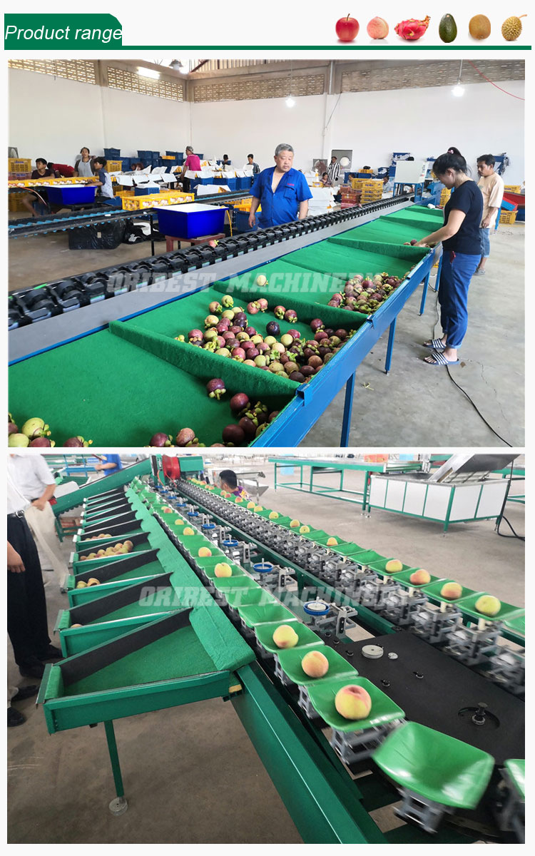 High Precision Mango Sorting And Grading Machine, High Quality High Precision Mango Sorting And ...