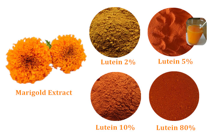 Marigold Flower Extract Lutein 5% Powder Water Soluble, High Quality Marigold Flower Extract ...
