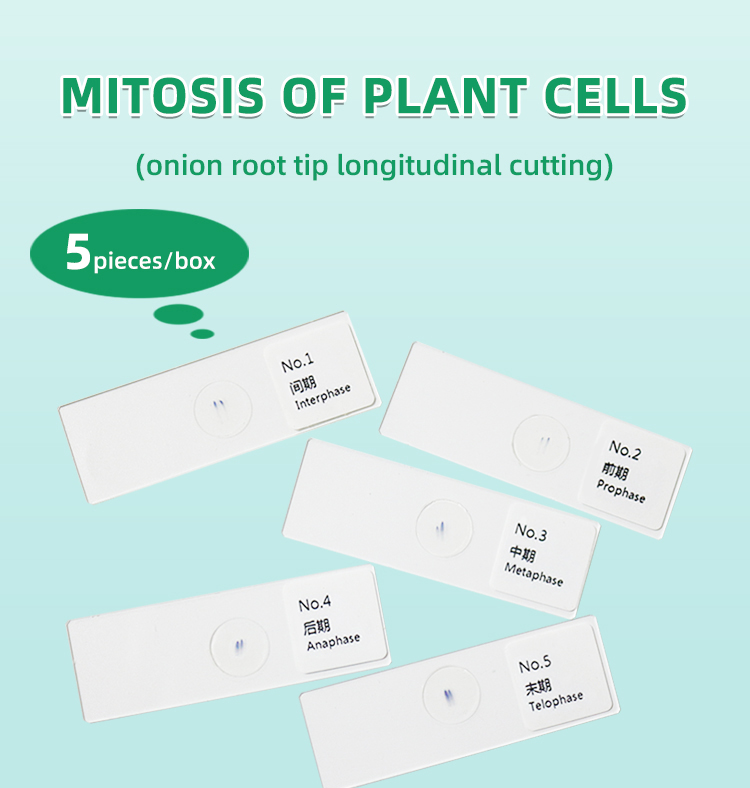 Onion Root Tip Mitosis Microscope Slide: Plant Cell Division Specimen ...