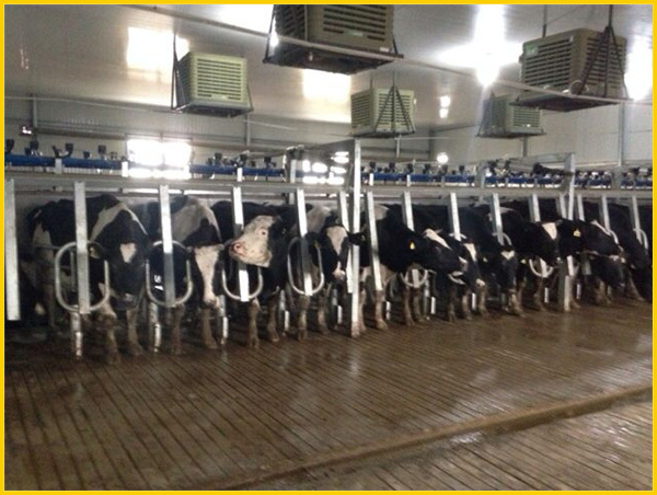 Milk Delivery Line And Automatic Milking Parlor, High Quality Milk Delivery Line And Automatic ...