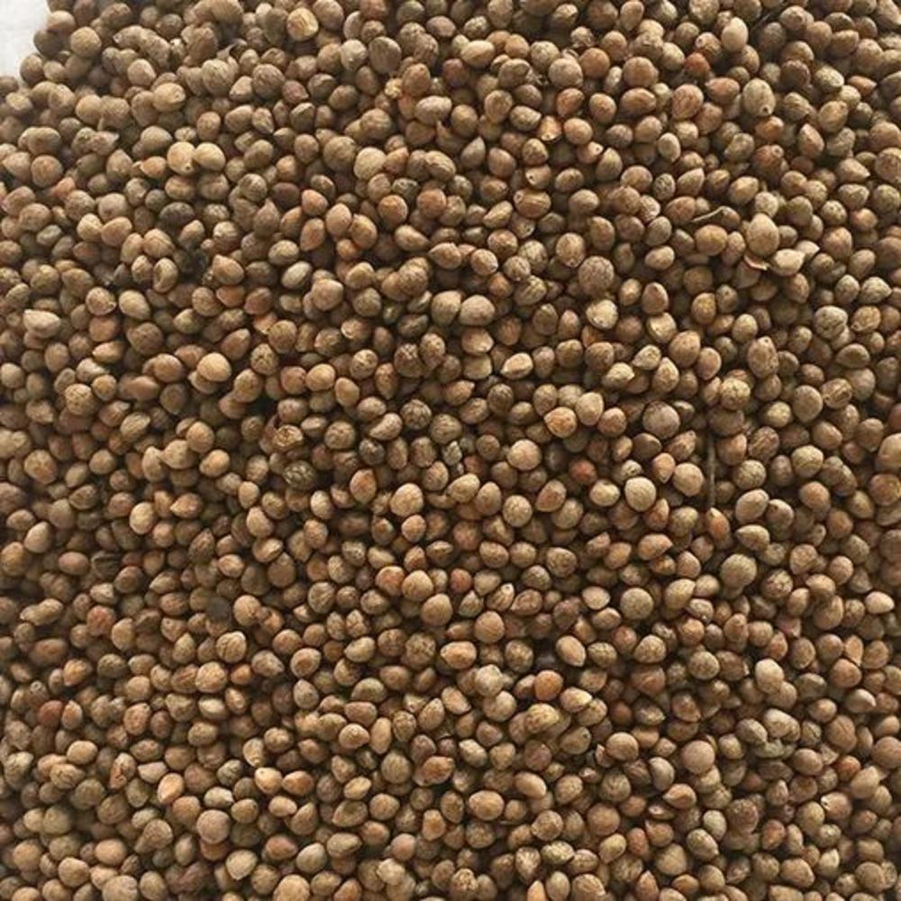한약의 Perilla Seed, Bossgoo.com의 고품질 한약의 Perilla Seed