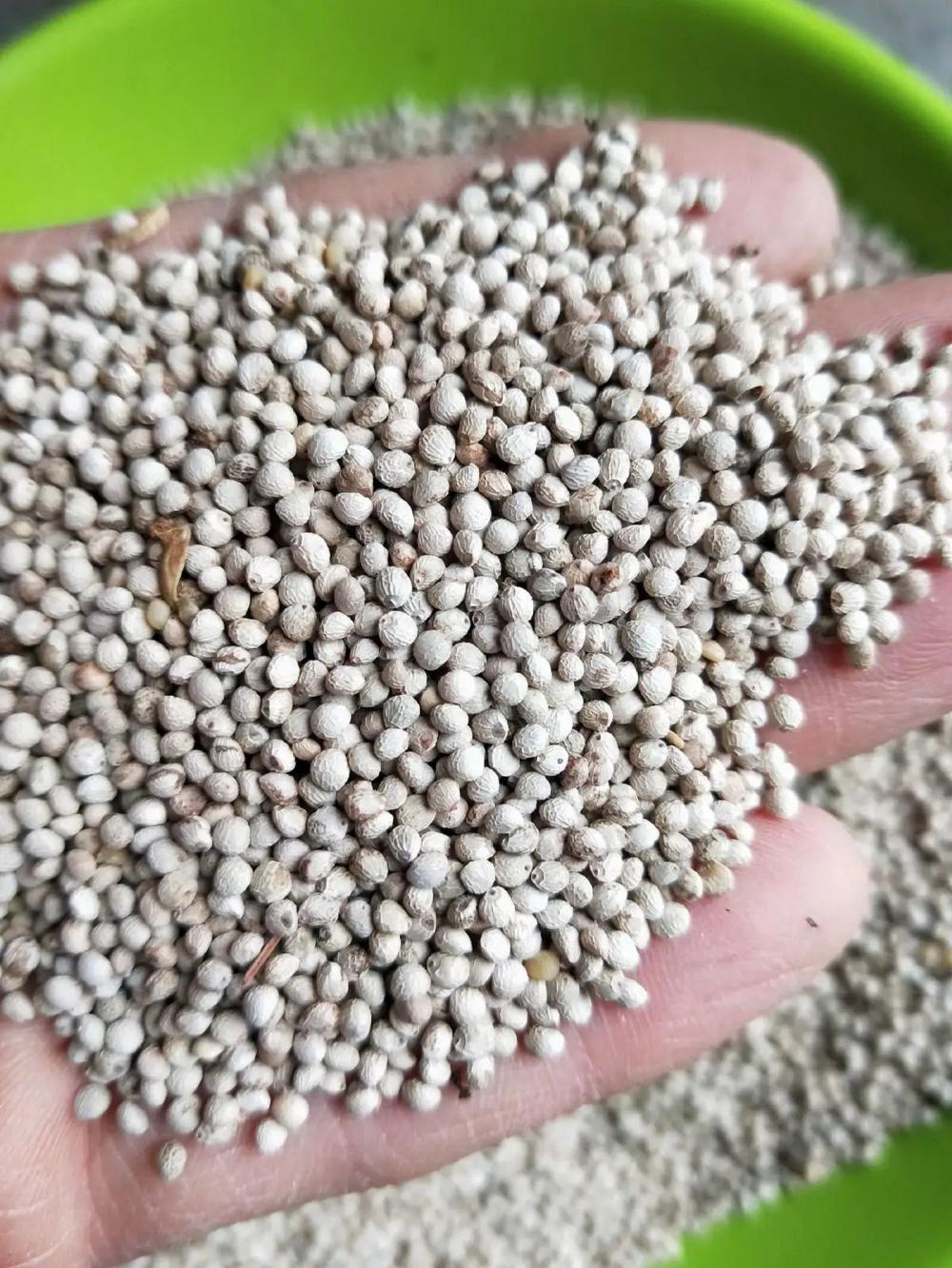 Perilla Tree Seeds, High Quality Perilla Tree Seeds on Bossgoo.com