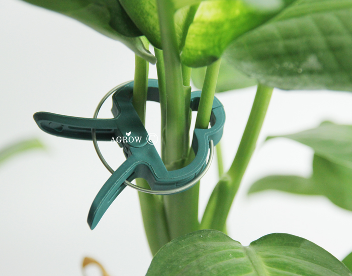 Gentle Plant And Flower Clips, High Quality Gentle Plant And Flower ...
