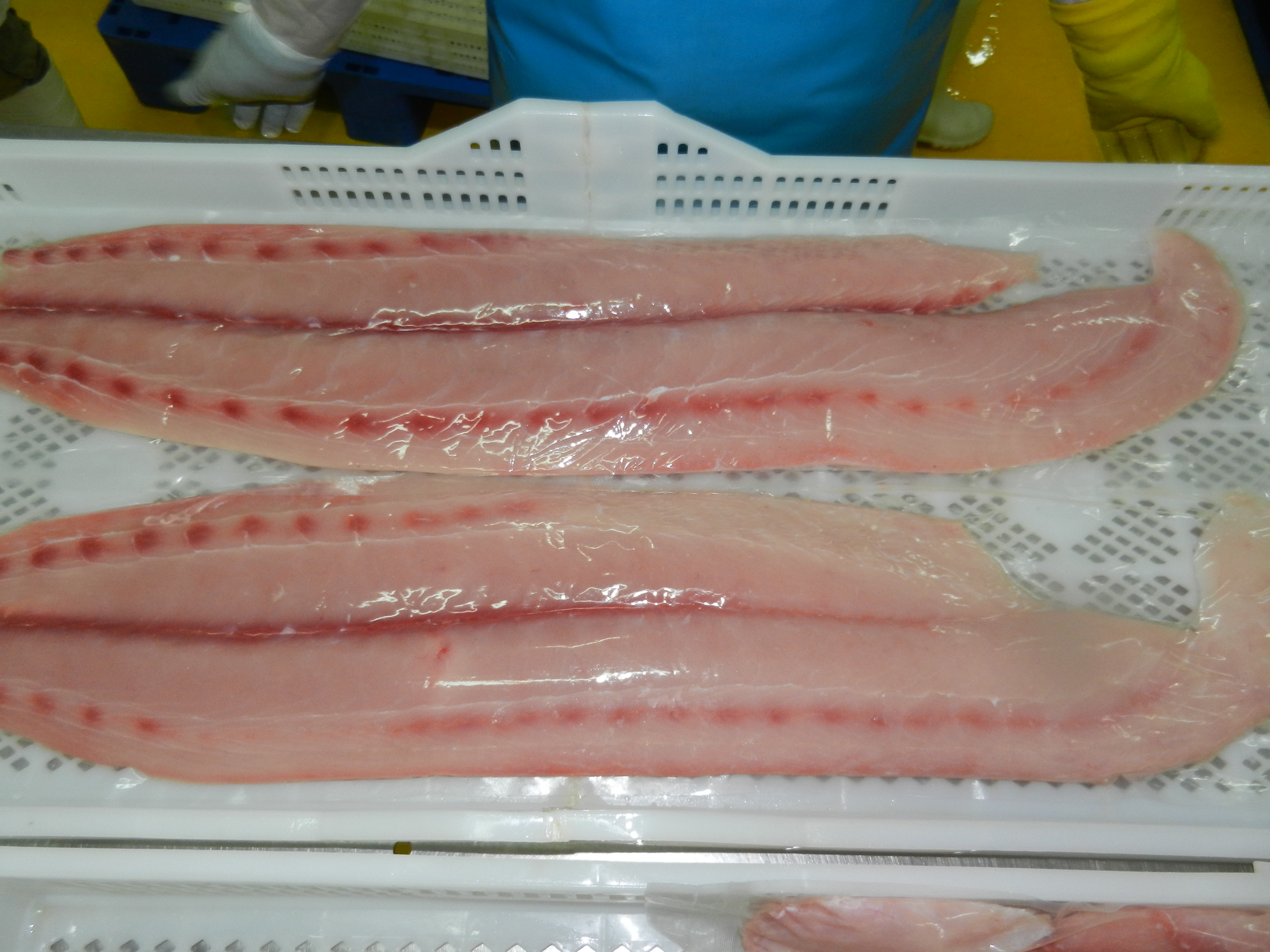 Fresh Wr Fish For Mahi Mahi Whole Round, Fillet, 1-5kg, High Quality ...