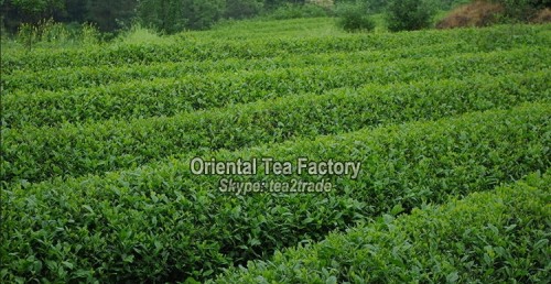 China Organic Japanese Standard Matcha Green Tea, High Quality China ...