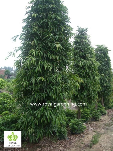 Ficus Longifolia, High Quality Ficus Longifolia on Bossgoo.com