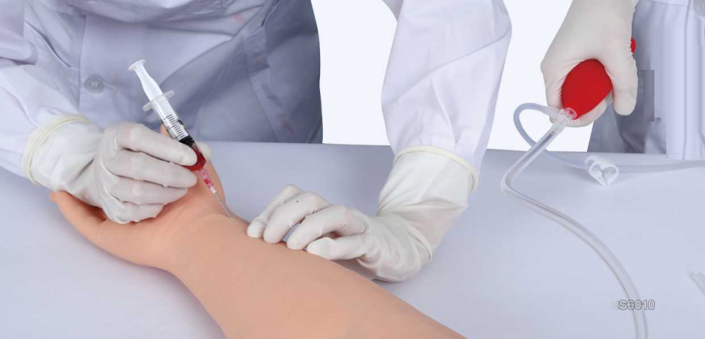 Arm Model For Artery & Vein Training, High Quality Arm Model For Artery ...