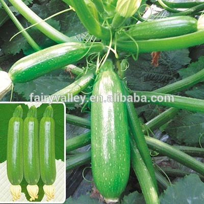 Hybrid Squash Seeds For Growing-cage, High Quality Hybrid Squash Seeds ...