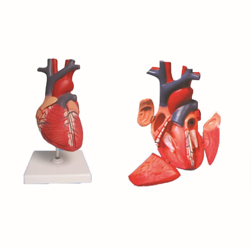 Interactive Human Heart Anatomy Model, High Quality Interactive Human ...