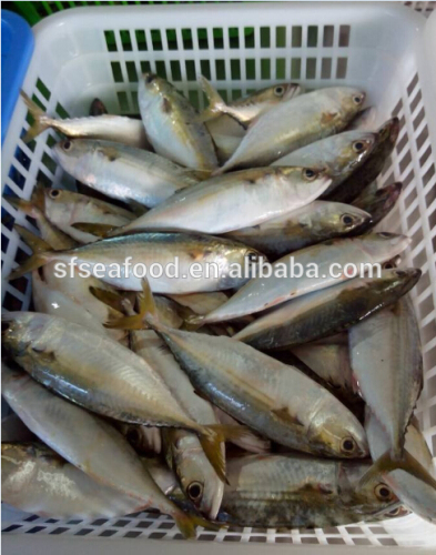 Live Fish Indian Mackerel, High Quality Live Fish Indian Mackerel on ...