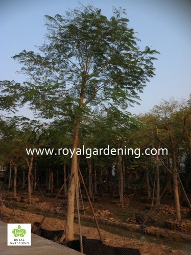 Delonix Regia Live Trees For Landscaping, High Quality Delonix Regia ...