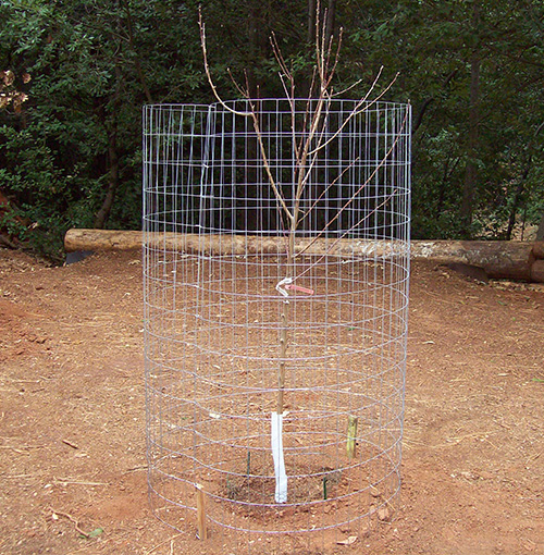 Galvanized Welded Tree Guard Meshes, High Quality Galvanized Welded ...