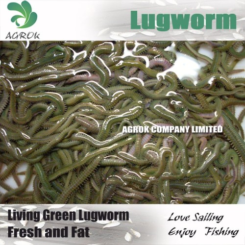 Green Living Lugworm, High Quality Green Living Lugworm on Bossgoo.com