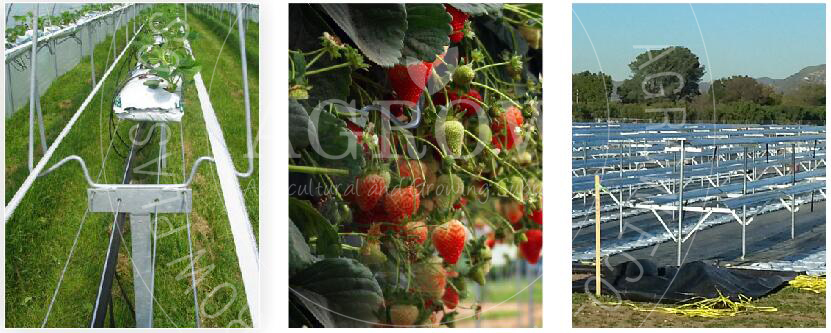 Table-top Strawberry Growing System, High Quality Table-top Strawberry ...