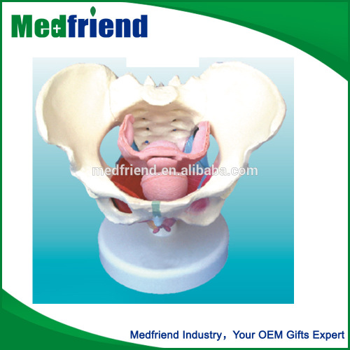 Female Pelvis And Pelvic Floor Muscle Model For Education Use/purpose ...