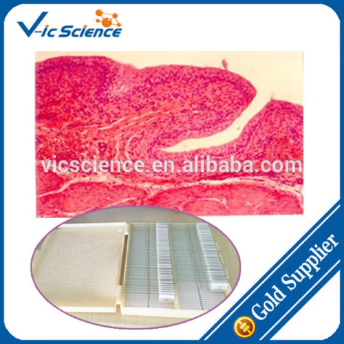 Anatomical Prepare Slides/anatomy Prepartion Slides/glass Slides, High ...