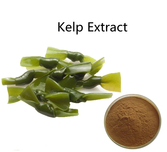 Buy Online Active Ingredients Kelp Extract Powder, High Quality Buy ...
