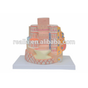 Skeletal Muscle Model, High Quality Skeletal Muscle Model on Bossgoo.com