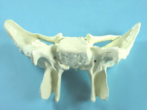 Sphenoid Bone Model, High Quality Sphenoid Bone Model on Bossgoo.com
