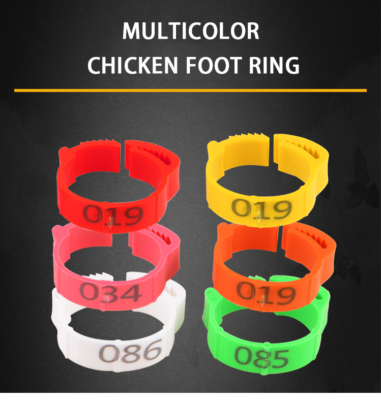Retractable Ankle Bands And Leg Rings For Chicken Foot Wraps, High ...