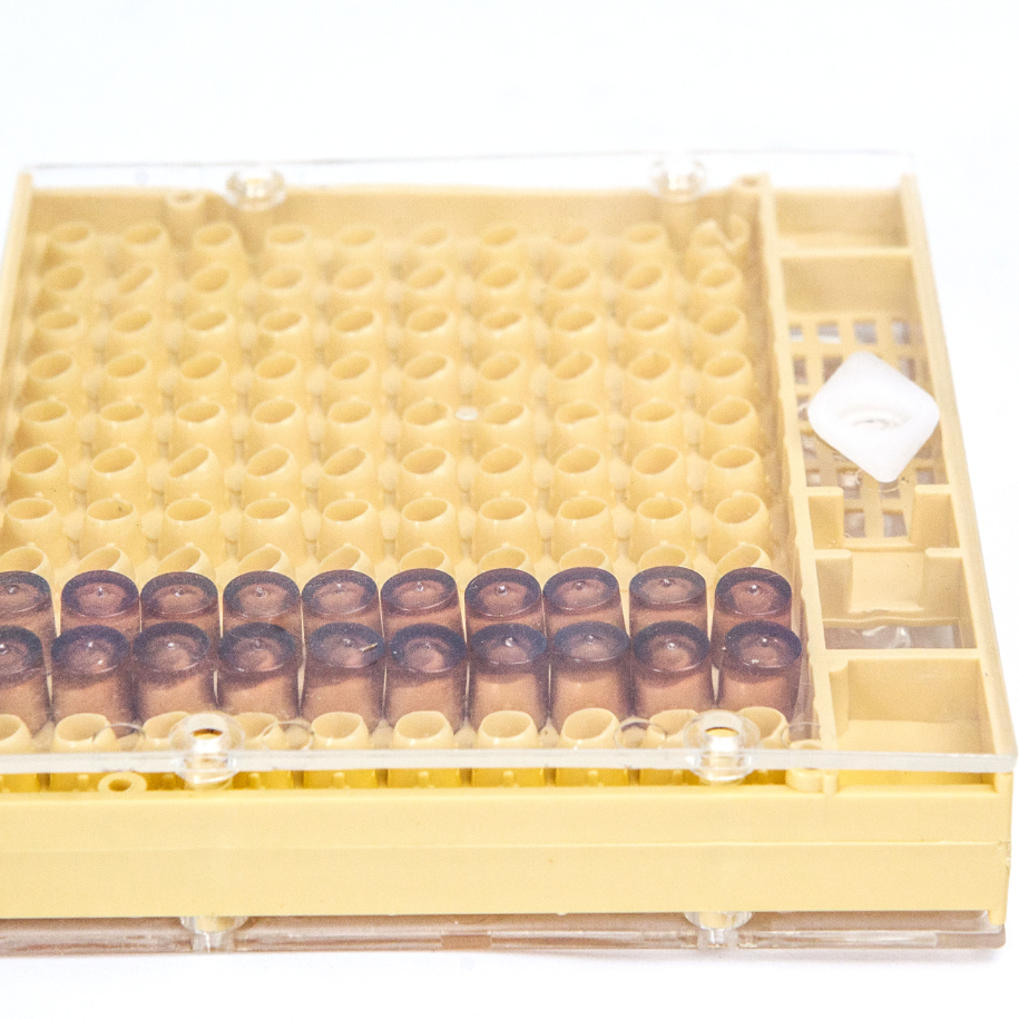 2018 Plastic Bee Prison Honey Bee Queen Cells, High Quality 2018 ...
