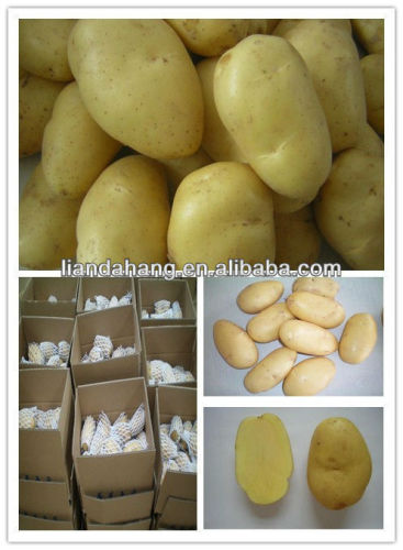 Gap Authenticating Fresh Chinese Potato, High Quality Gap ...