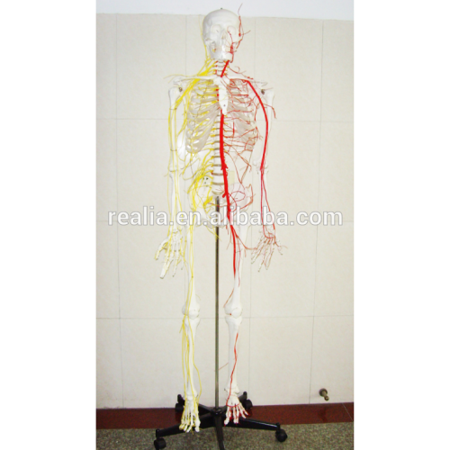 Human Skeleton Model Nerve And Blood Vessel, High Quality Human ...