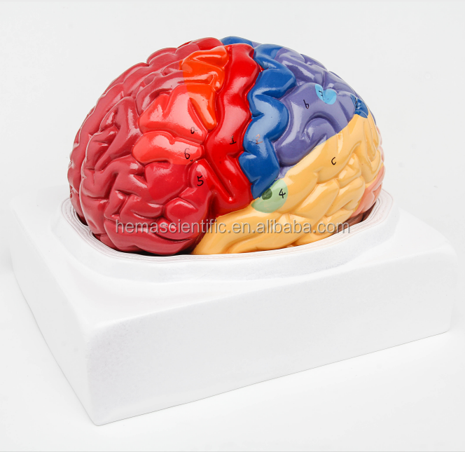 Gelsonlab Hsbm-172 Human Brain Model With Functional Regions, High ...