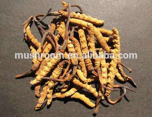 Cordyceps Sinensis Mycelium Extract,gmp/haccpcertificate, High Quality ...