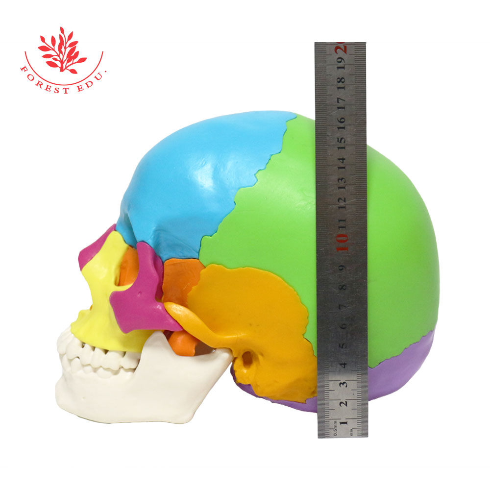 22-part Detachable Life-size Medical Anatomical Skull Model For ...