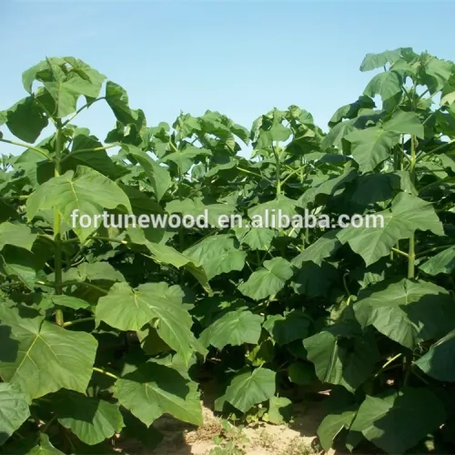 Old Species Paulownia Shan Tong Root For Dry Area, High Quality Old ...