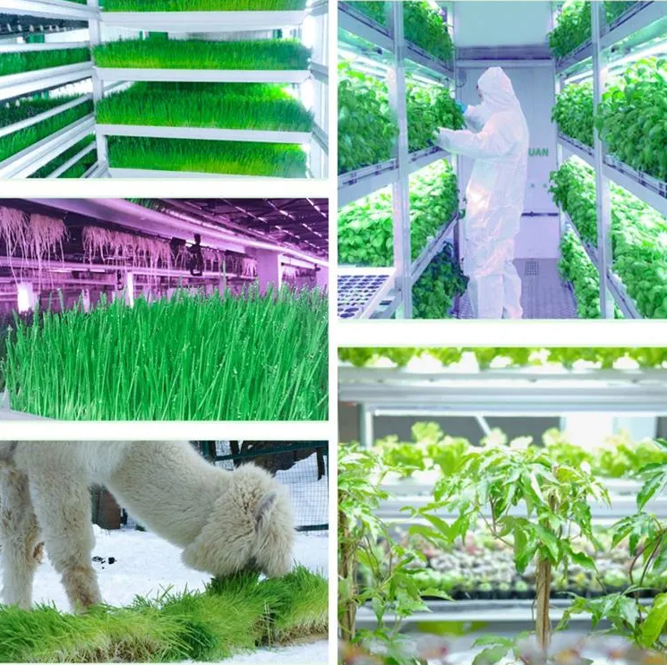 Hydroponic Farming Greenhouse Hydroponic Fodder Container, High Quality ...