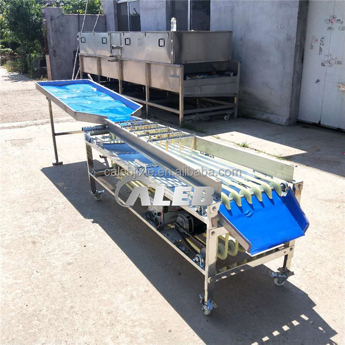 Automated Fruit Sorting Machine: Grading Machines For Apples, Pears ...