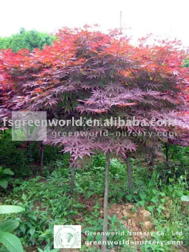 Acer Palmatum Red Leaves, High Quality Acer Palmatum Red Leaves on ...
