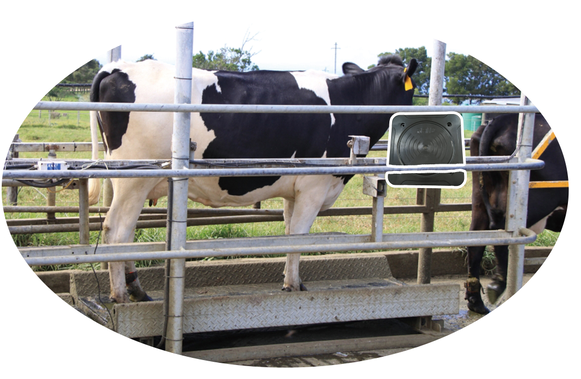 Cow Ear Tag Fixed Reader For The Door, High Quality Cow Ear Tag Fixed ...