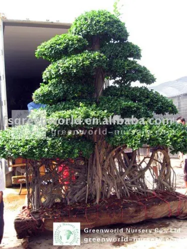Ficus Microcarpa Landscaping Big Bonsai Trees, High Quality Ficus ...