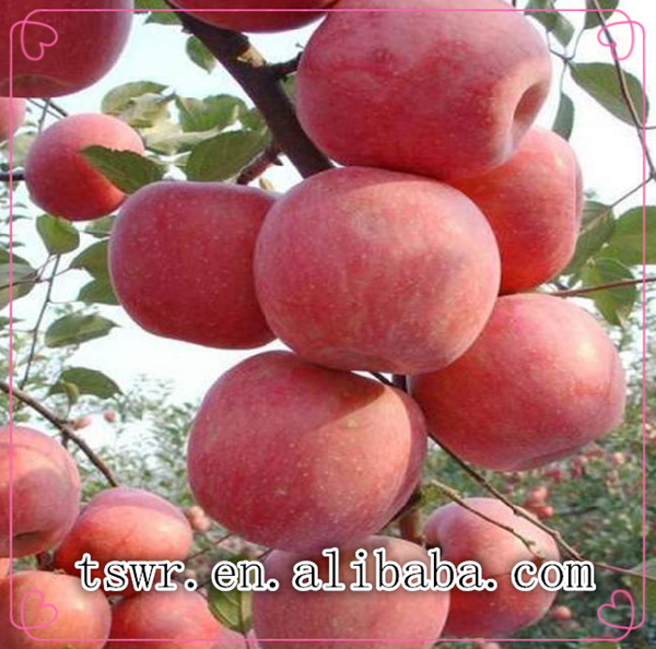 Fresh Apple Of China Fruit With High Quality, High Quality Fresh Apple ...