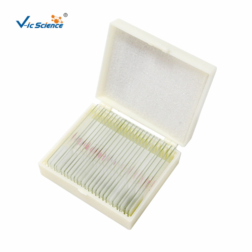 Human Tissue Slides For Biology Students, High Quality Human Tissue ...