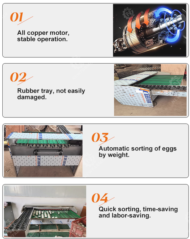 Egg Grader: Accurate Egg Sizing And Stable, High-output Operation, High ...
