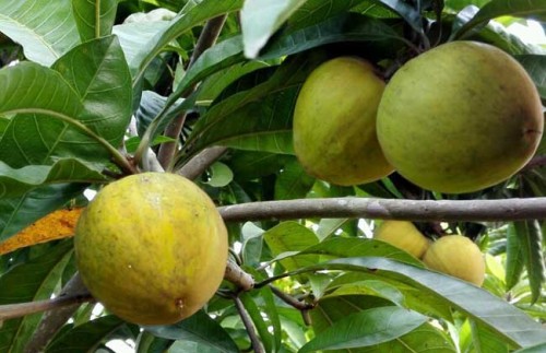 Yummy Sweet Lucuma Nervosa, Bossgoo.com의 고품질 Yummy Sweet Lucuma Nervosa