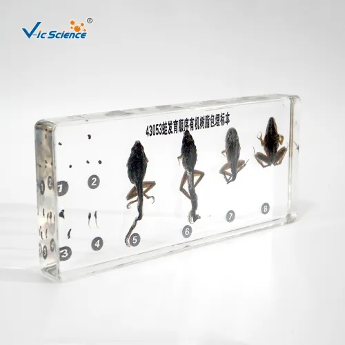 Embedded Specimen Of Frog Development Sequence, High Quality Embedded ...