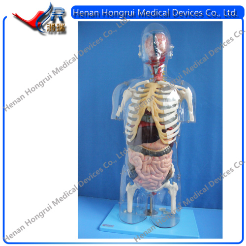 Human Transparent Anatomy Torso Model, Advanced Medical Anatomical ...