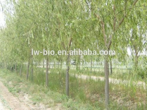 White Willow Bark Extract, While Willow Tree Branch Extract, High ...