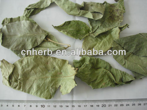 Lagerstroemia Speciosa/banaba, High Quality Lagerstroemia Speciosa ...