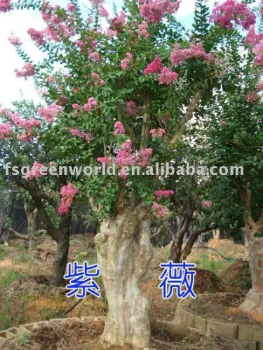 Lagerstroemia Indica Bonsai Flower, High Quality Lagerstroemia Indica ...