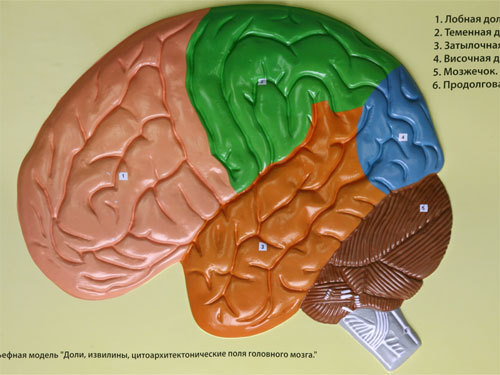 Human Brain Lobes, Bas Relief Model (d), High Quality Human Brain Lobes ...