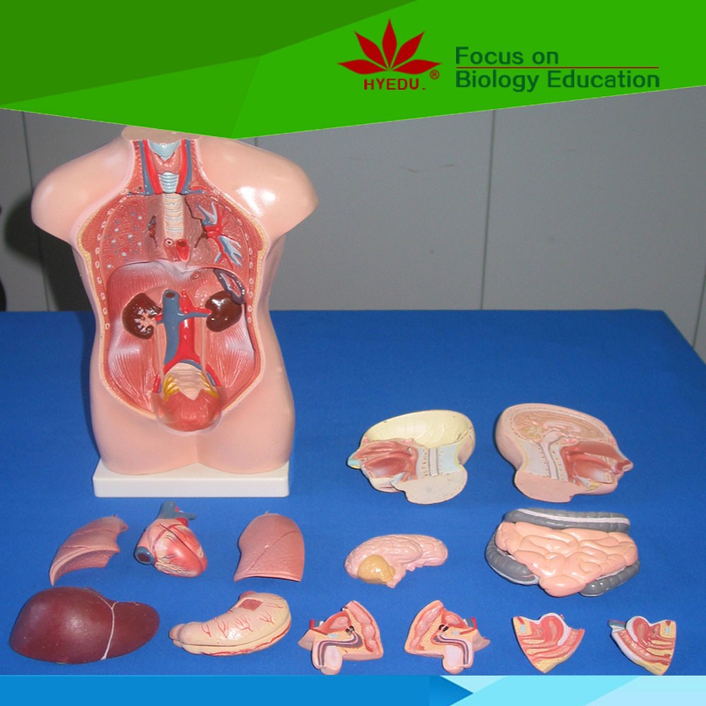 Medical Model Human Anatomy Torso With Head, Neck, And Trunk, High ...