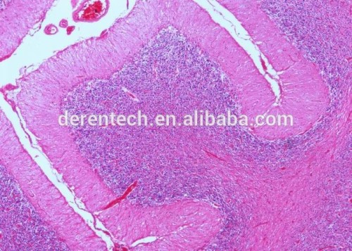 Human Histology Slides, High Quality Human Slides, High Quality Human ...